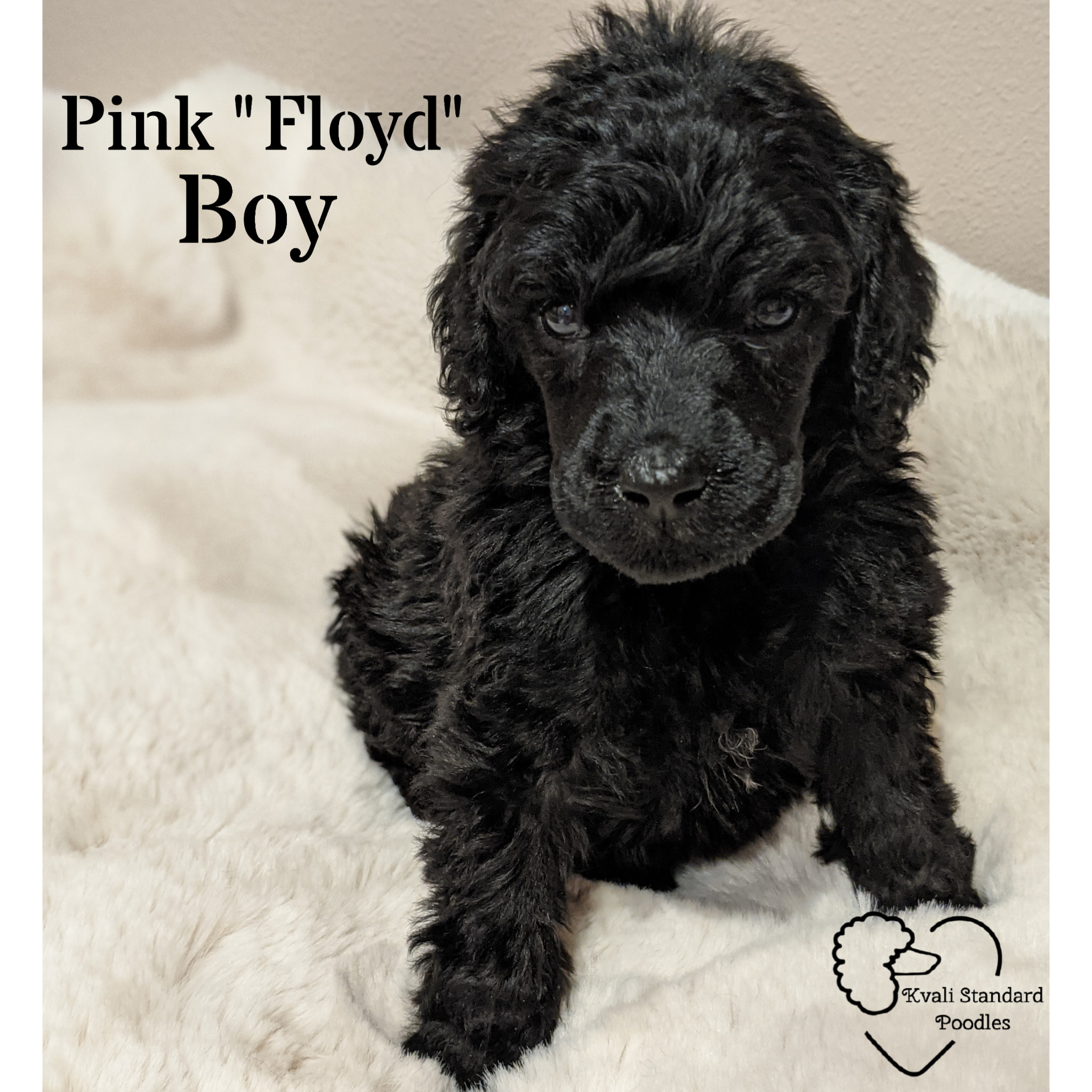 “Sirius” Kvali’s Brightest Star – Kvali Standard Poodles
