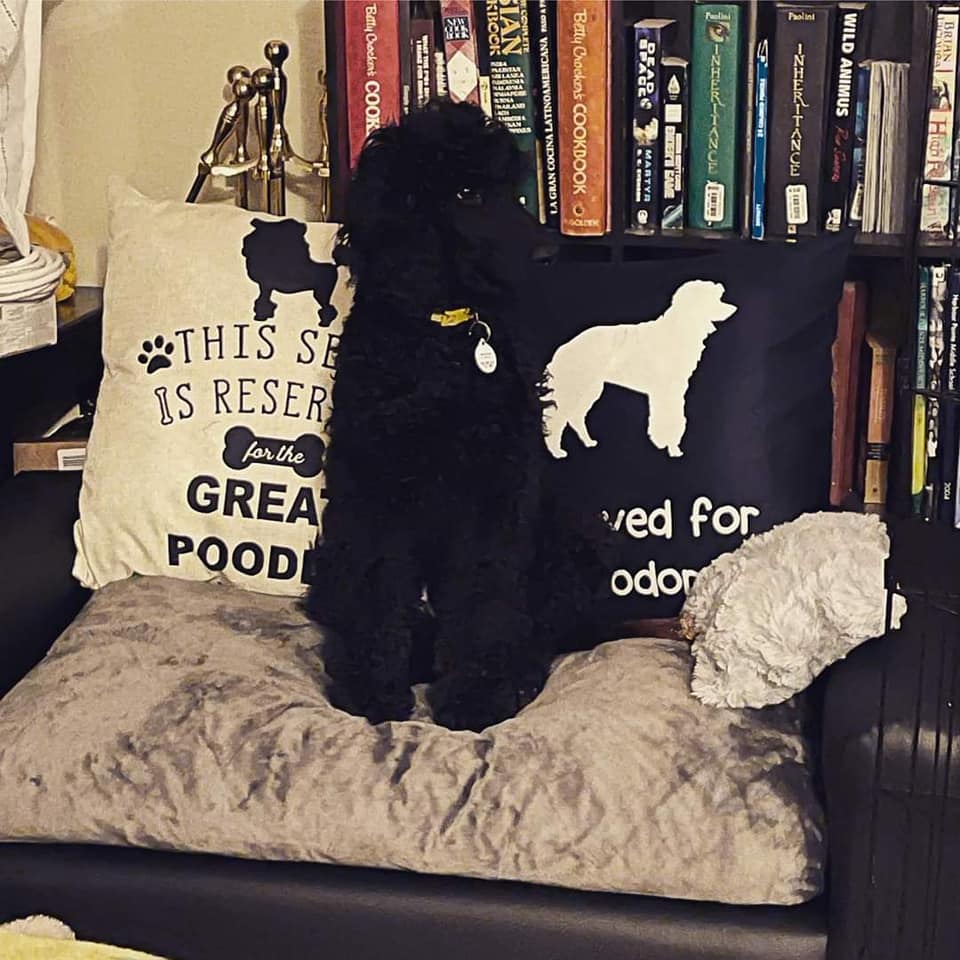 Phoenix and Buck Litter 2021 – Kvali Standard Poodles
