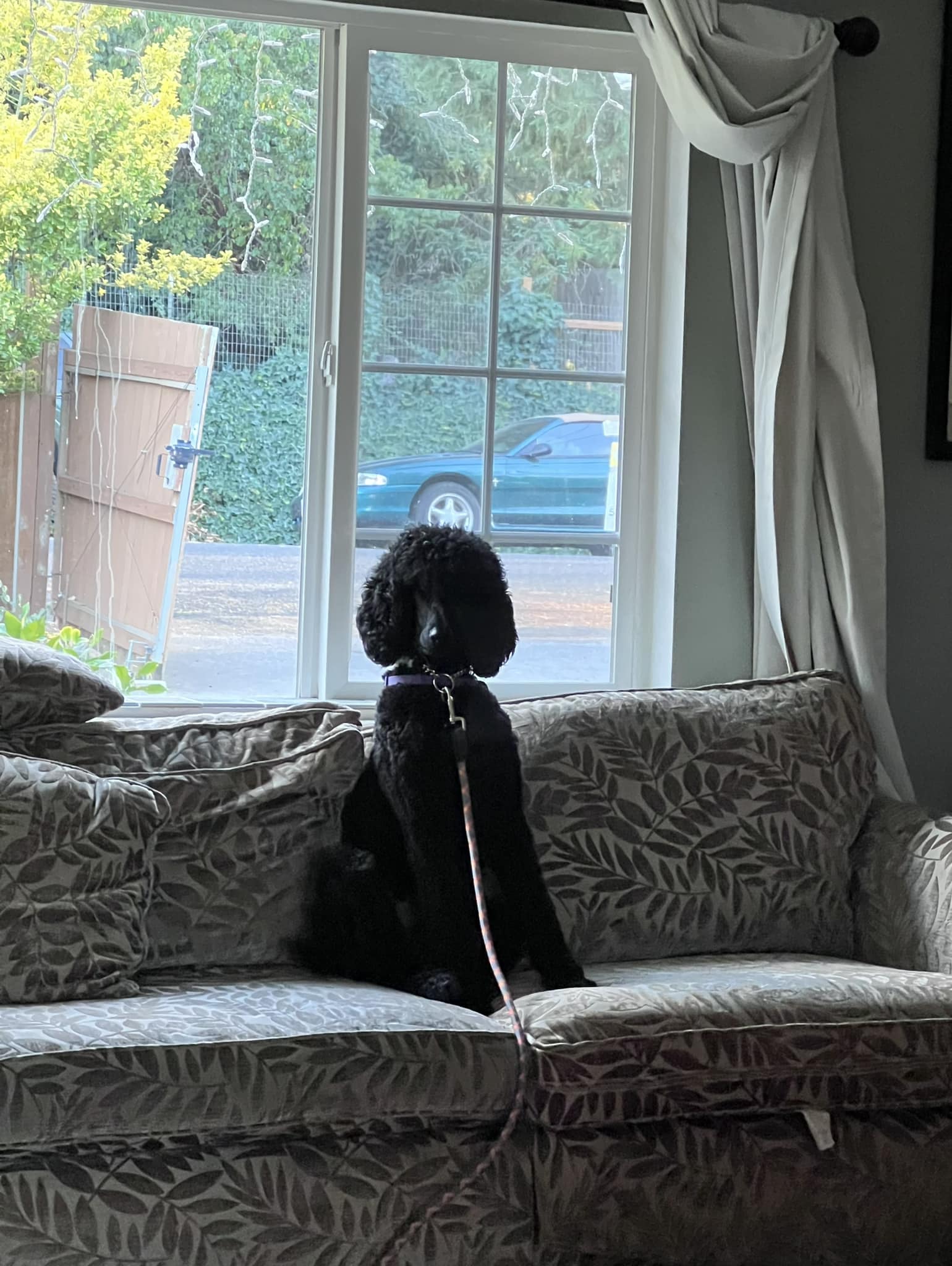 “Metzli” Kvali’s Rustling in the Woods RATI – Kvali Standard Poodles