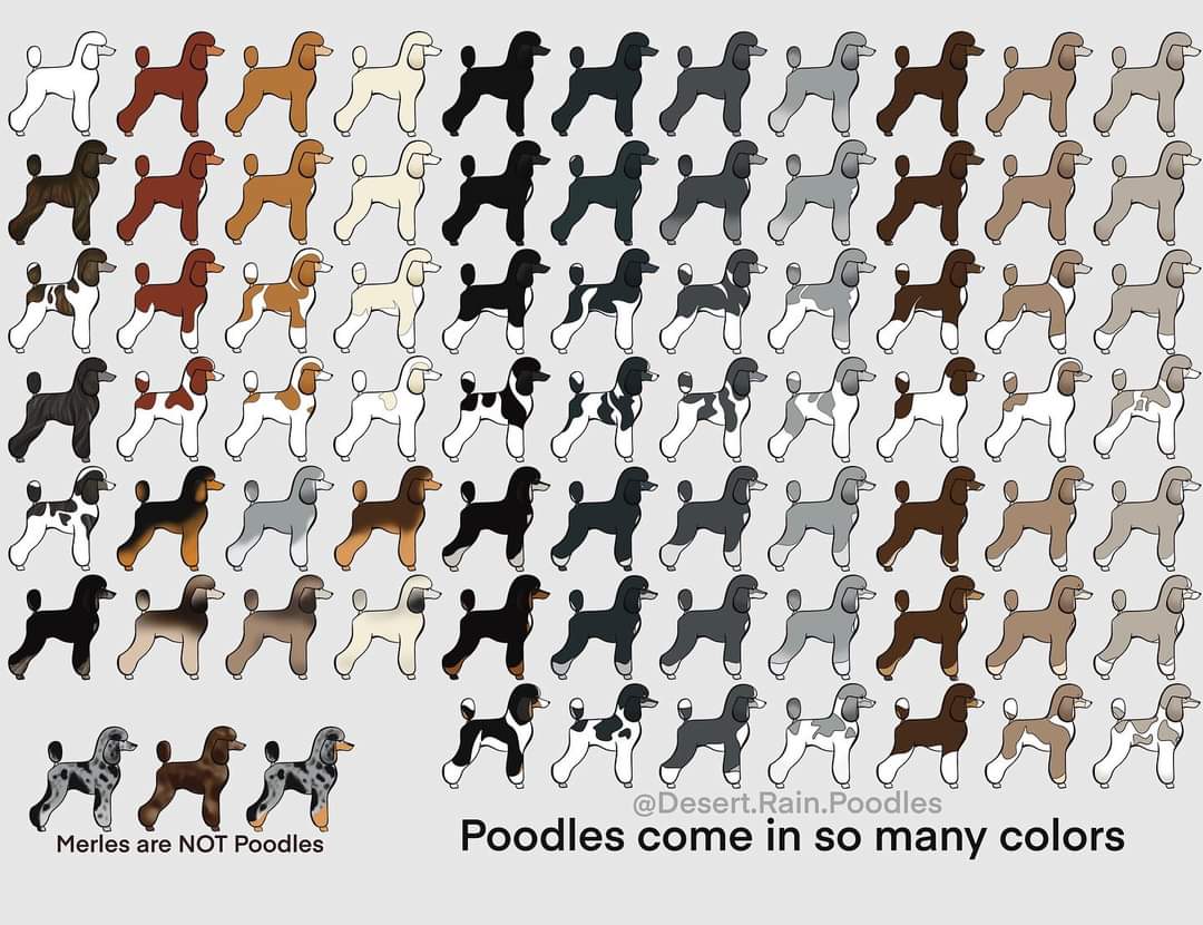 Poodle Colors and Patterns – Kvali Standard Poodles