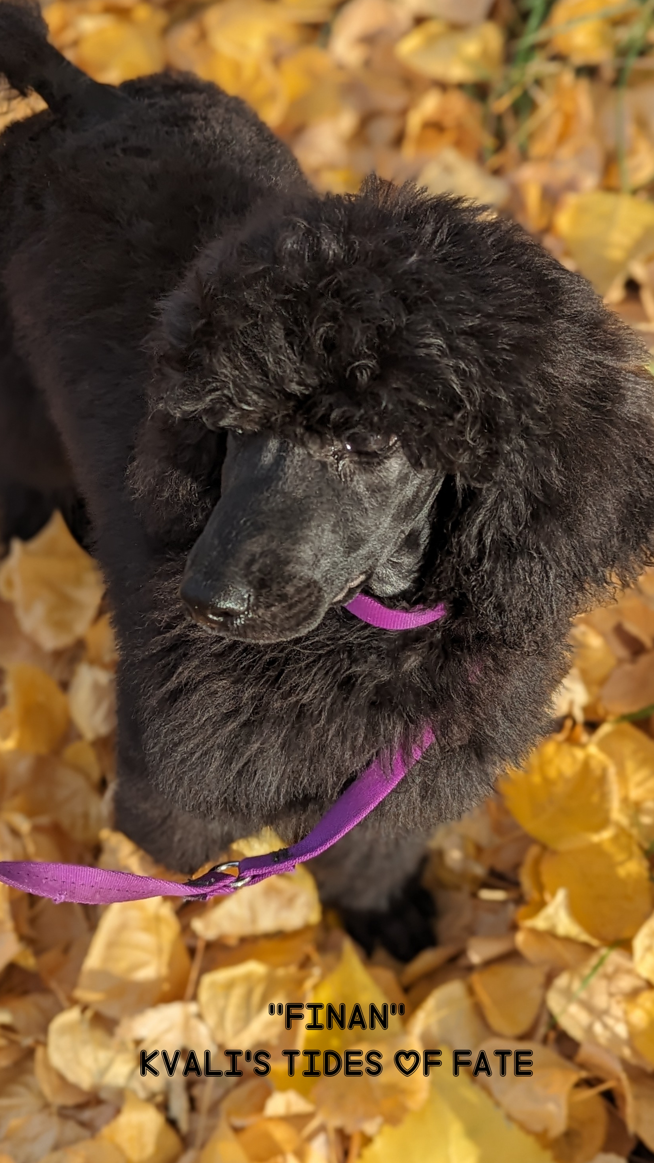 “Finan” AMCH UCH Kvali’s Tides Of Fate TKN CGC CGCA – Kvali Standard ...