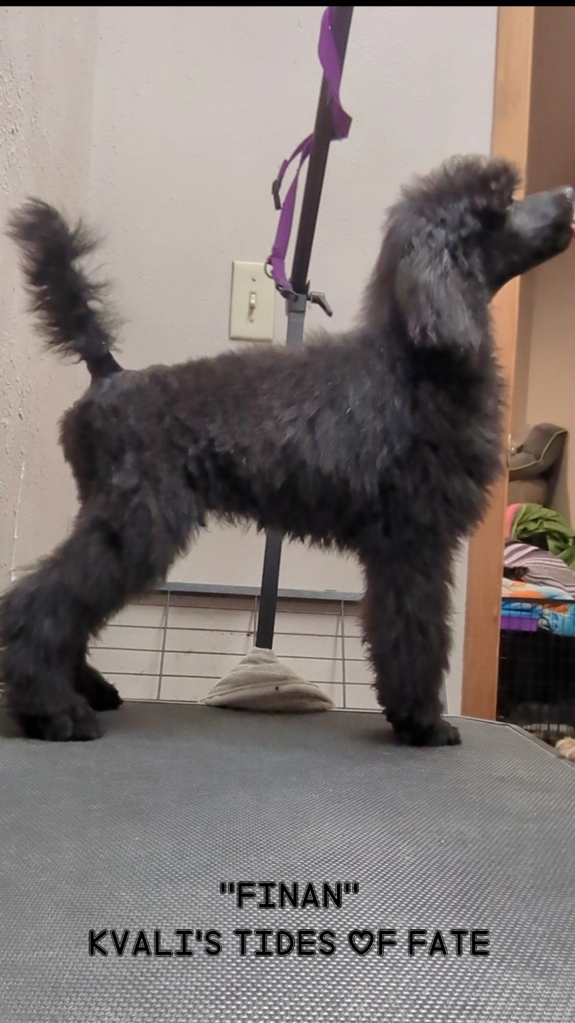 “Finan” AKC CH UCH RACEN UWP Kvali’s Tides Of Fate TKN CGC CGCA CGCU ...