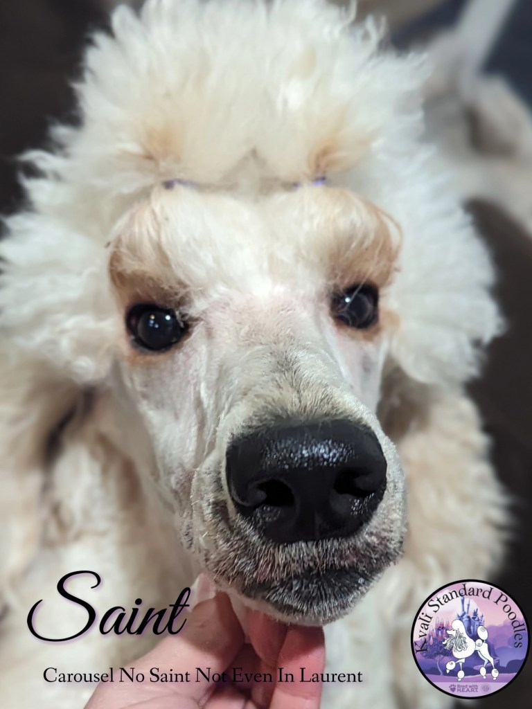 “Santi” AMCH UCH Carousel No Saint Not Even In Laurent – Kvali Standard ...