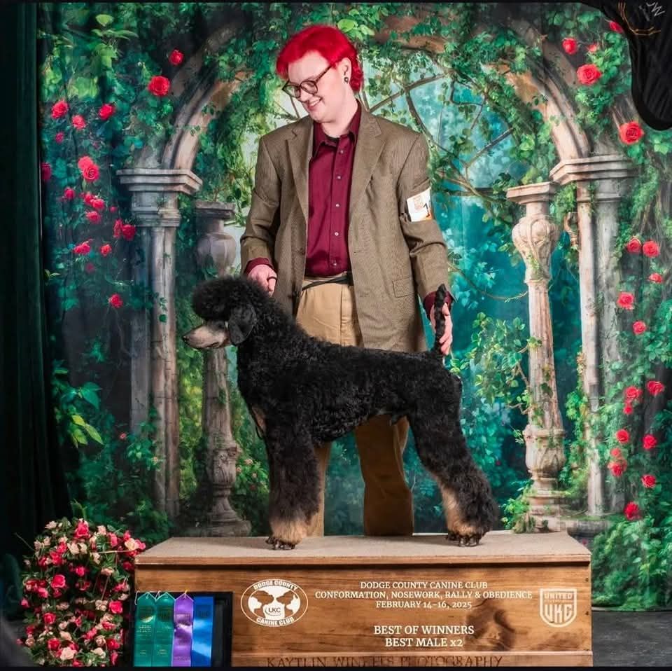 Our Boys – Kvali Standard Poodles